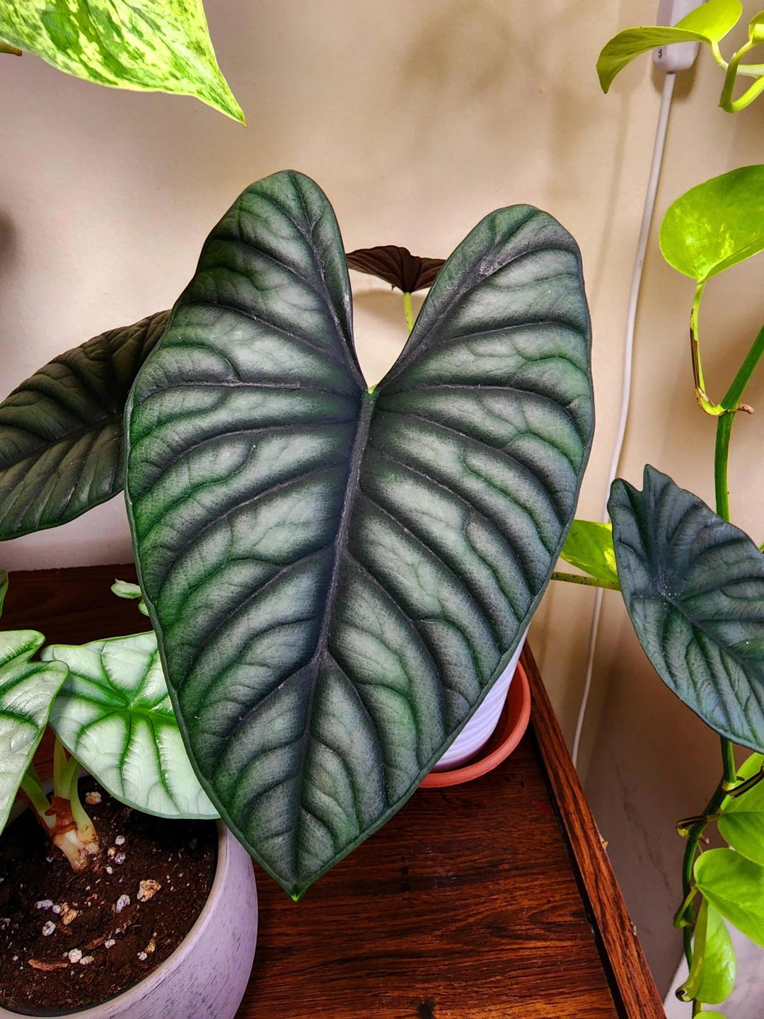 Alocasia Nebula Imperialis Starter Plant (ALL STARTER PLANTS Require ...