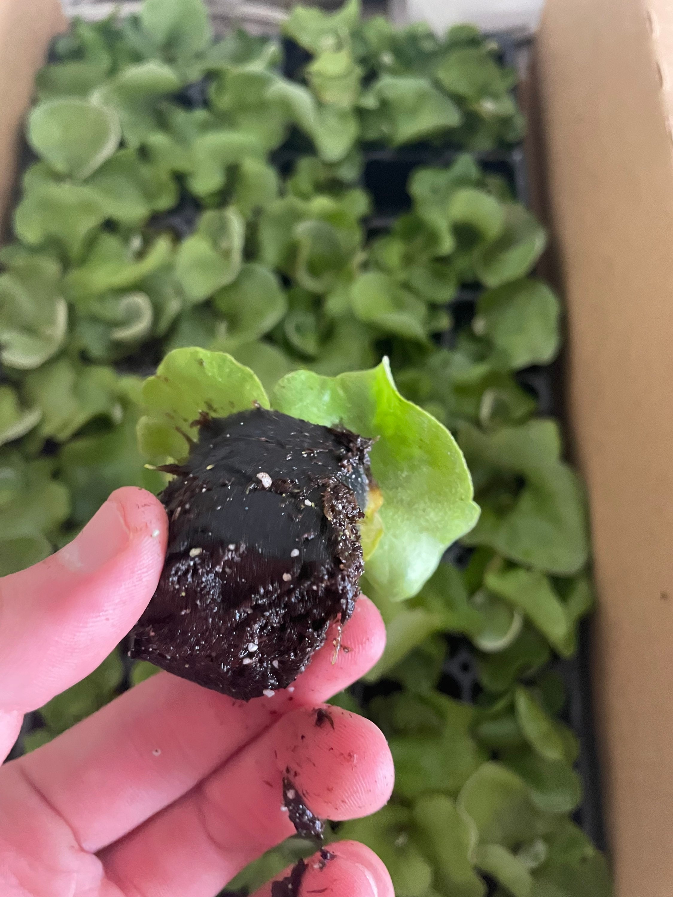 Platycerium Elephantotis Staghorn Fern Starter Plant ALL - Etsy