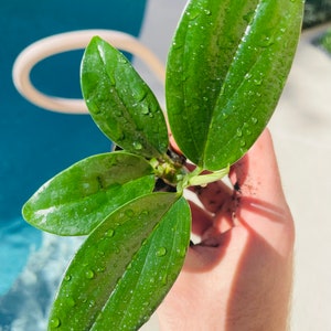 Rhaphidophora Decursiva “dragon Tail” Starter Plant (**transaction ...