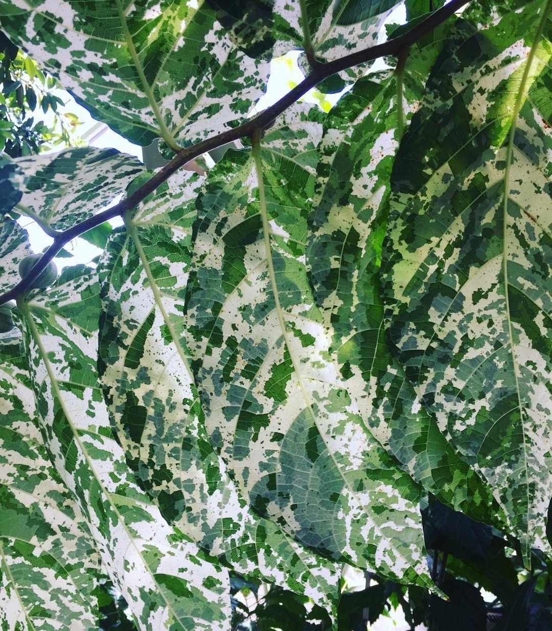 Ficus Clown Fig 2” Pot (all Starter Plants Require You to Purchase Two ...