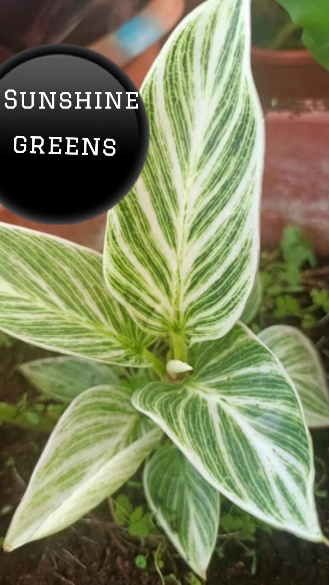 Philodendron Birkin Galaxy Starter Plant ALL STARTER PLANTS Require You ...