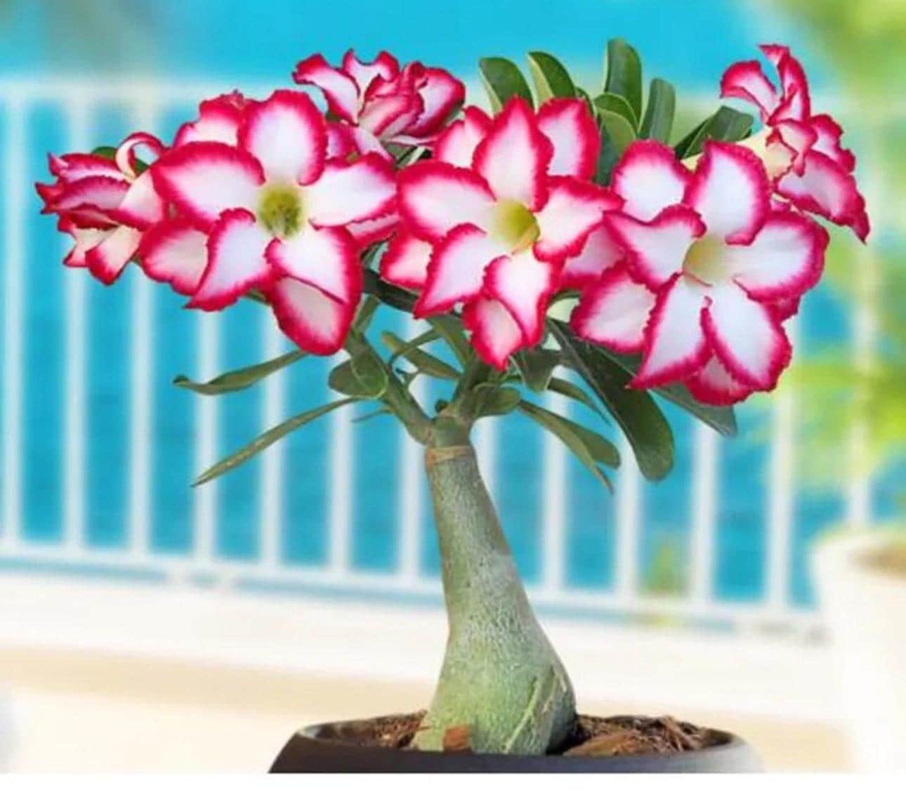Desert Rose ‘double Noble’ Starter Plant (ALL STARTER PLANTS Require ...
