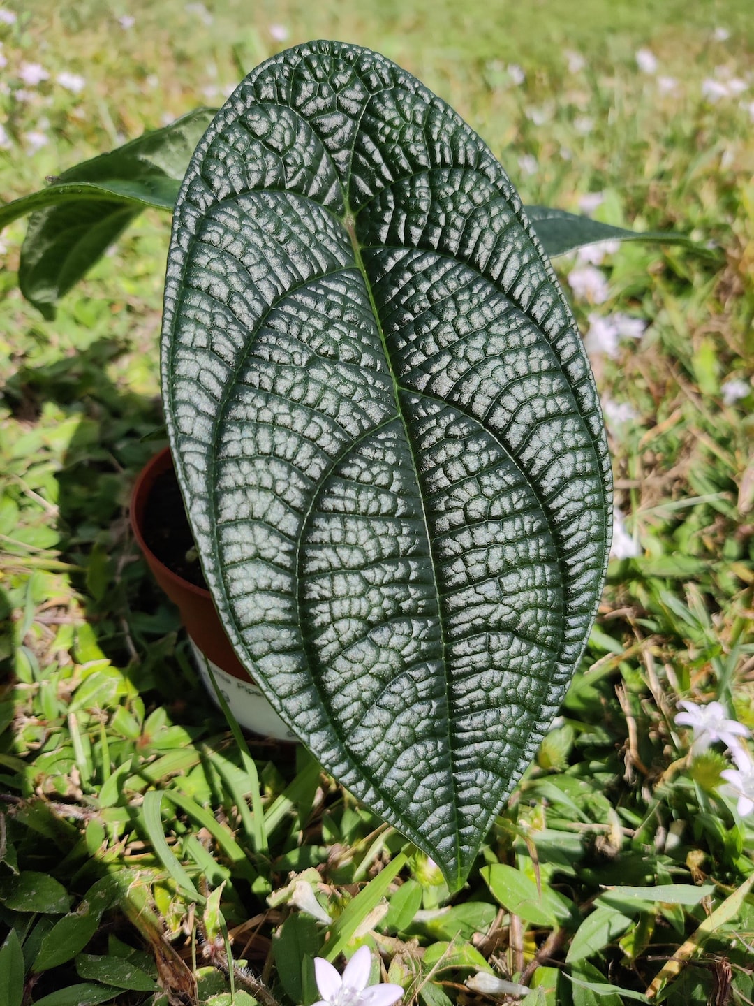 Piper Parmatum “sylvaticum” 2” Pot **(ALL Plants Require You to ...
