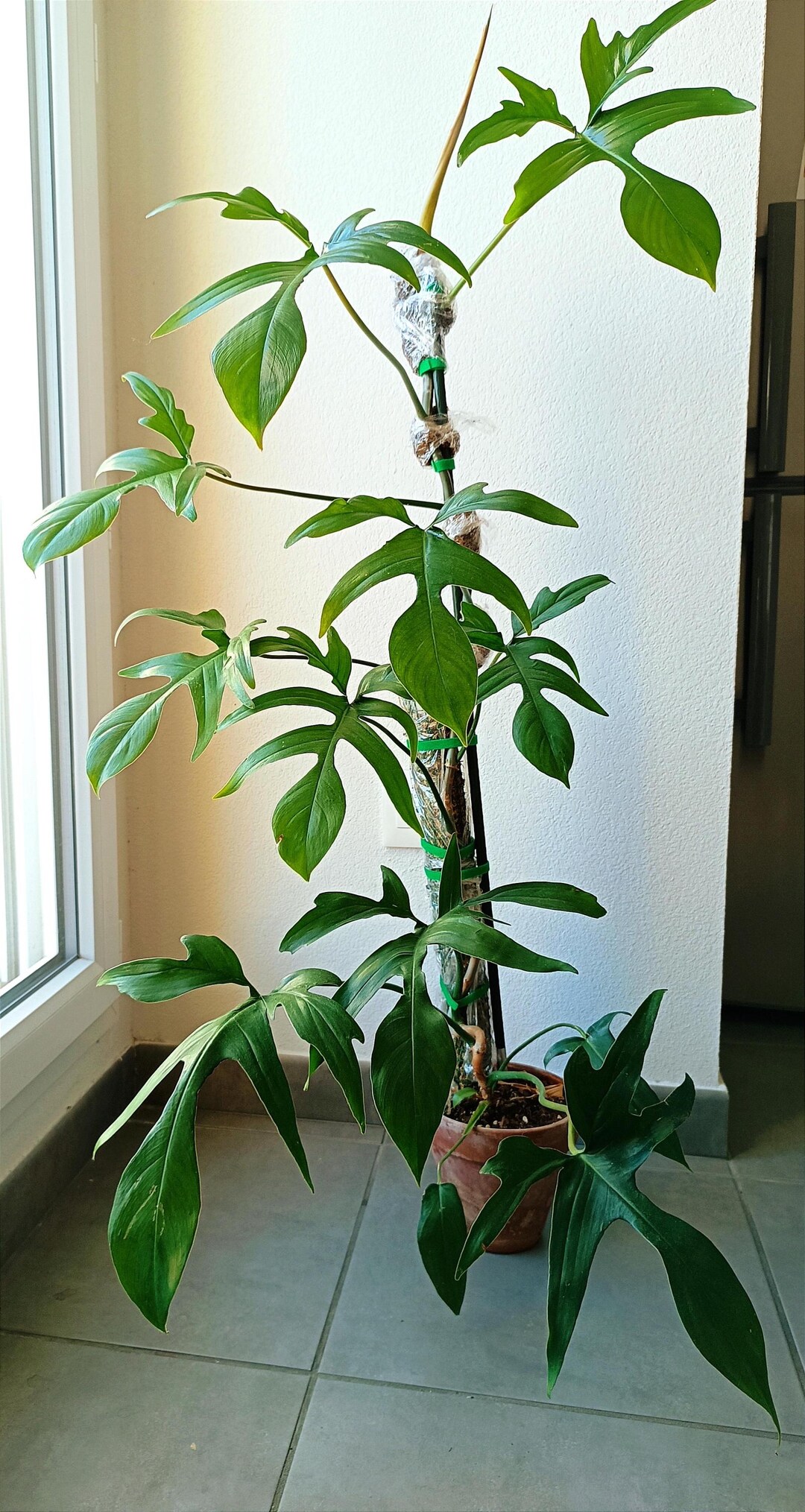 Philodendron Glad Hands 2” Pot (ALL STARTER PLANTS Require You to ...