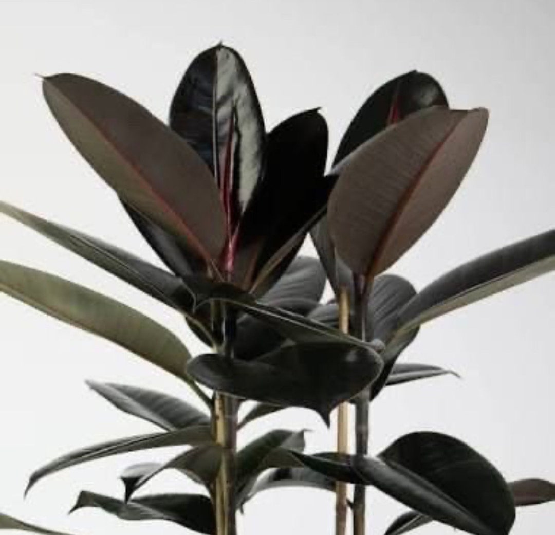Ficus Black Prince Rubber Tree Starter Plant ALL Plants Require You to ...