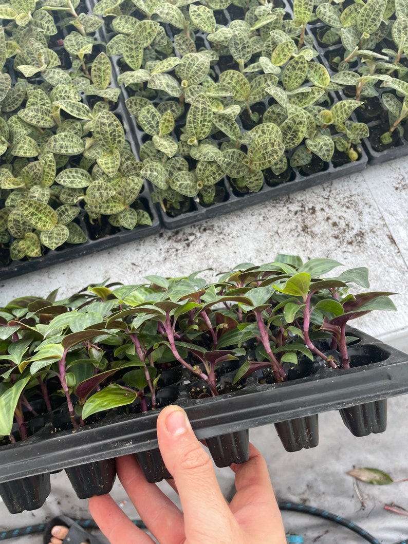 Geogenanthus Poeppigii Starter Plant ALL STARTER PLANTS - Etsy