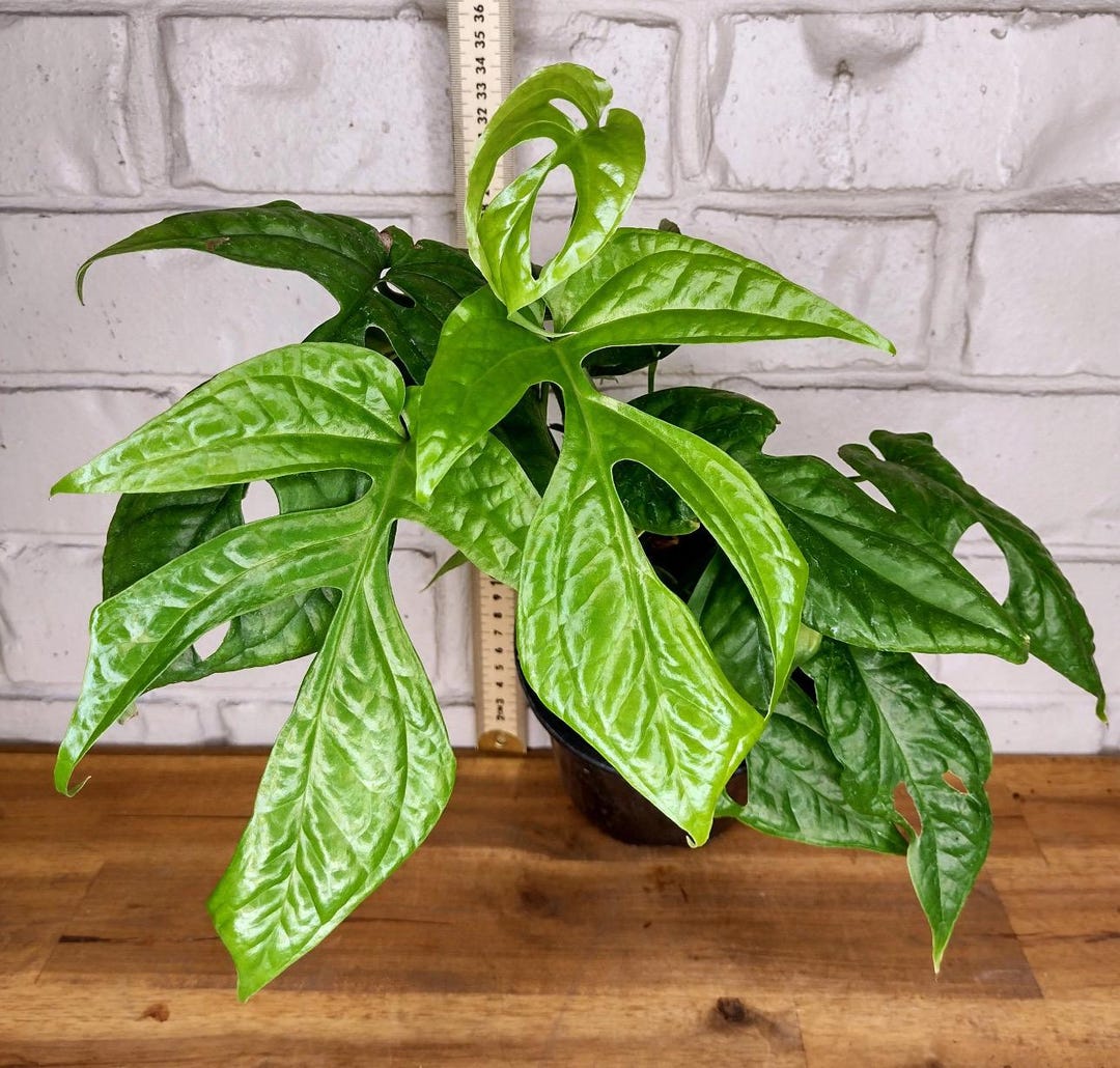 Amydrium Medium Silver *climbing* 2” Pot **(ALL Plants Require You to ...