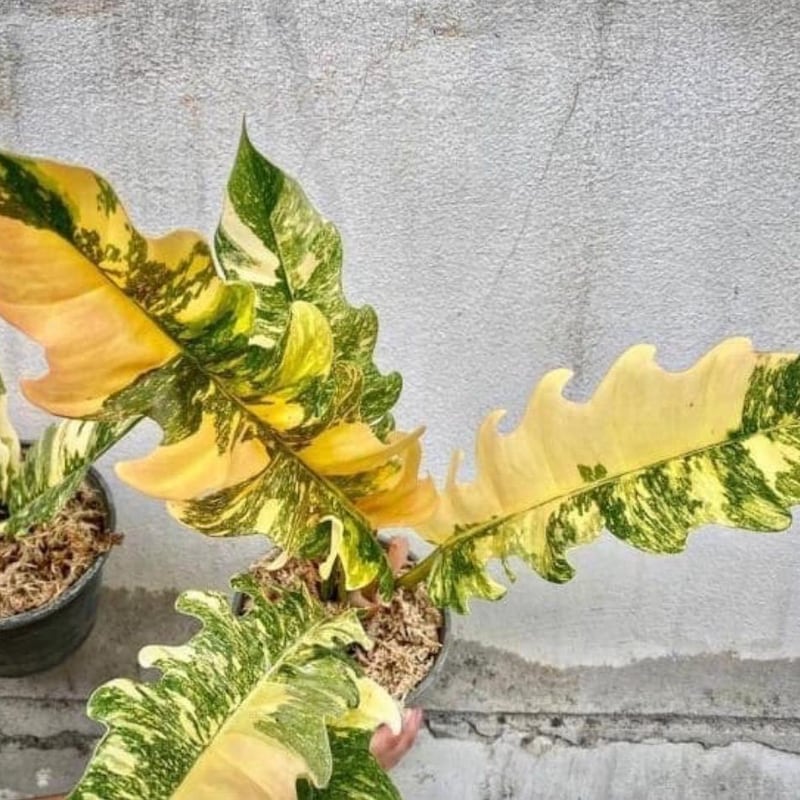 Plant Ring - Etsy