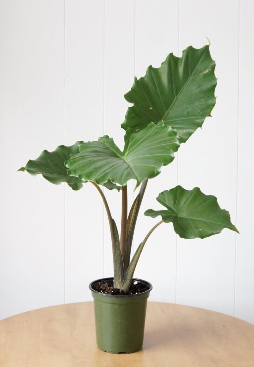 Alocasia Portora “portadora” Starter Plant (ALL STARTER PLANTS Require ...