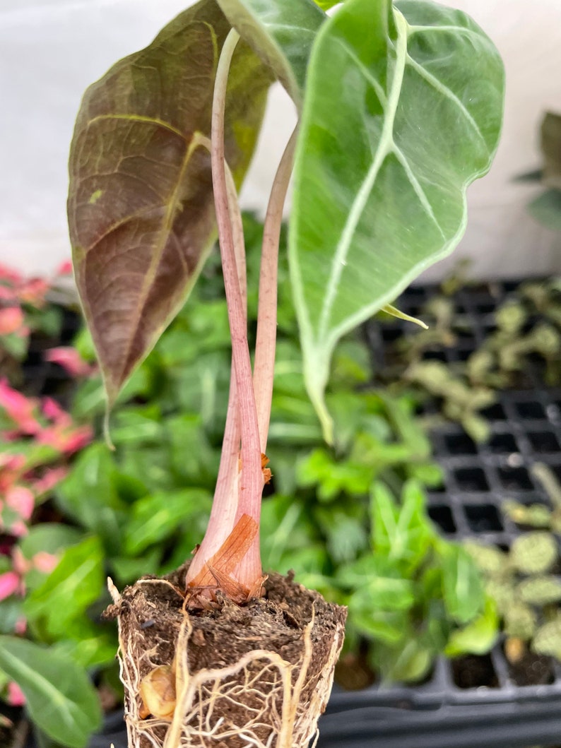 Alocasia 'pink Princess' Starter Plant NEW all - Etsy