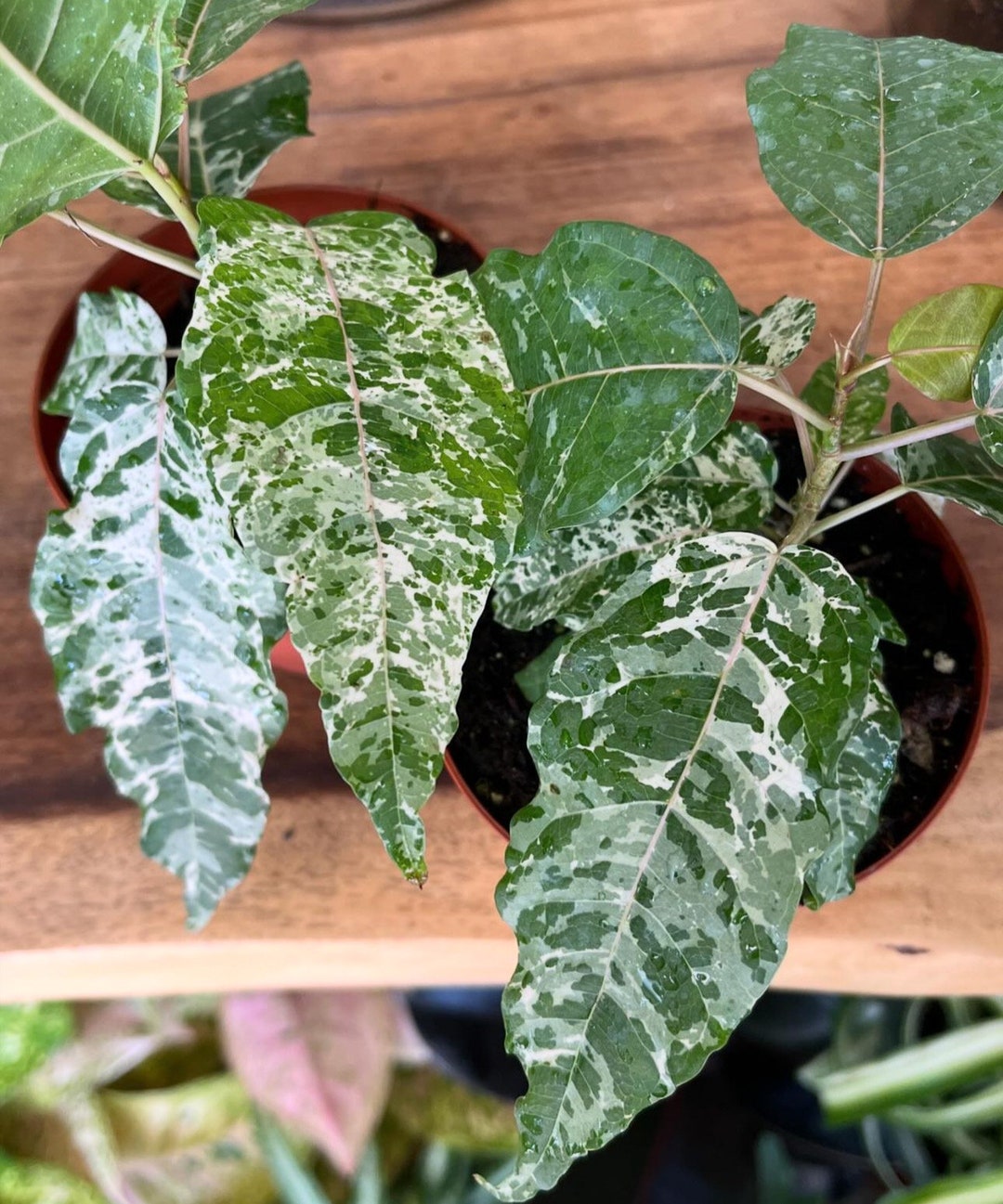 Ficus Clown Fig Starter Plant all Starter Plants Require You to Purchase Two Plants - Etsy