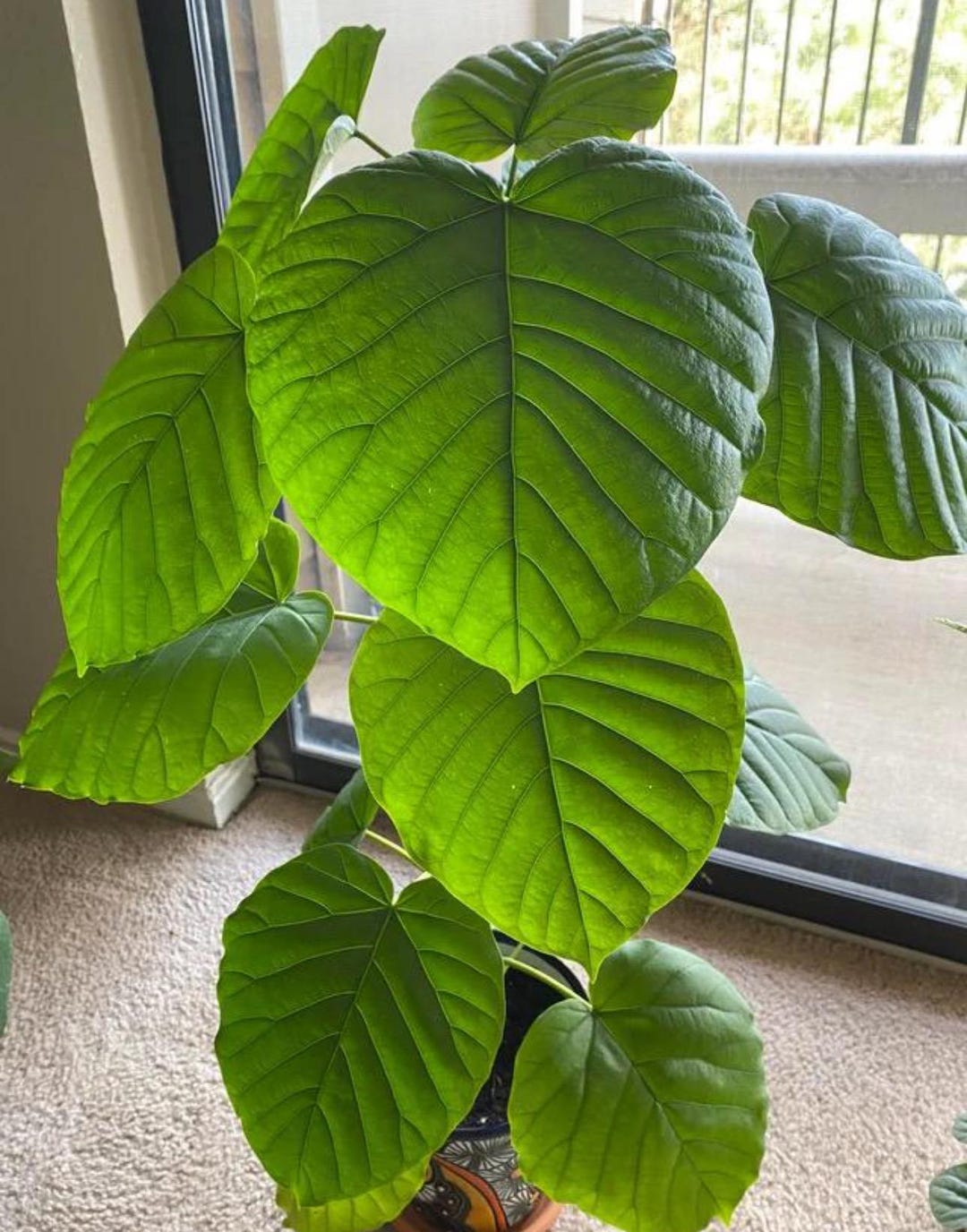 Ficus Umbrella Tree Starter Plant **(ALL Plants Require You to Purchase ...
