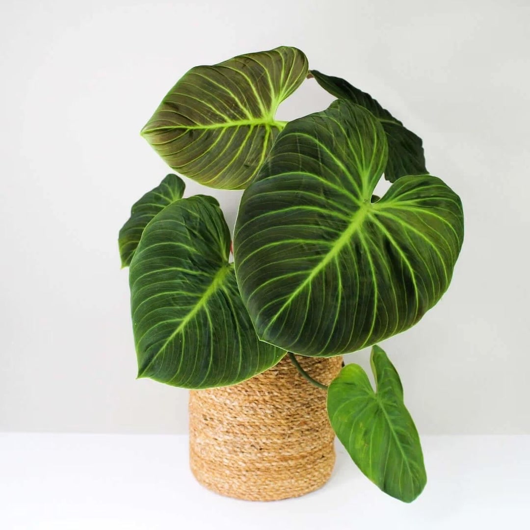 Philodendron El Choco Red Starter Plant (ALL STARTER PLANTS Require You ...