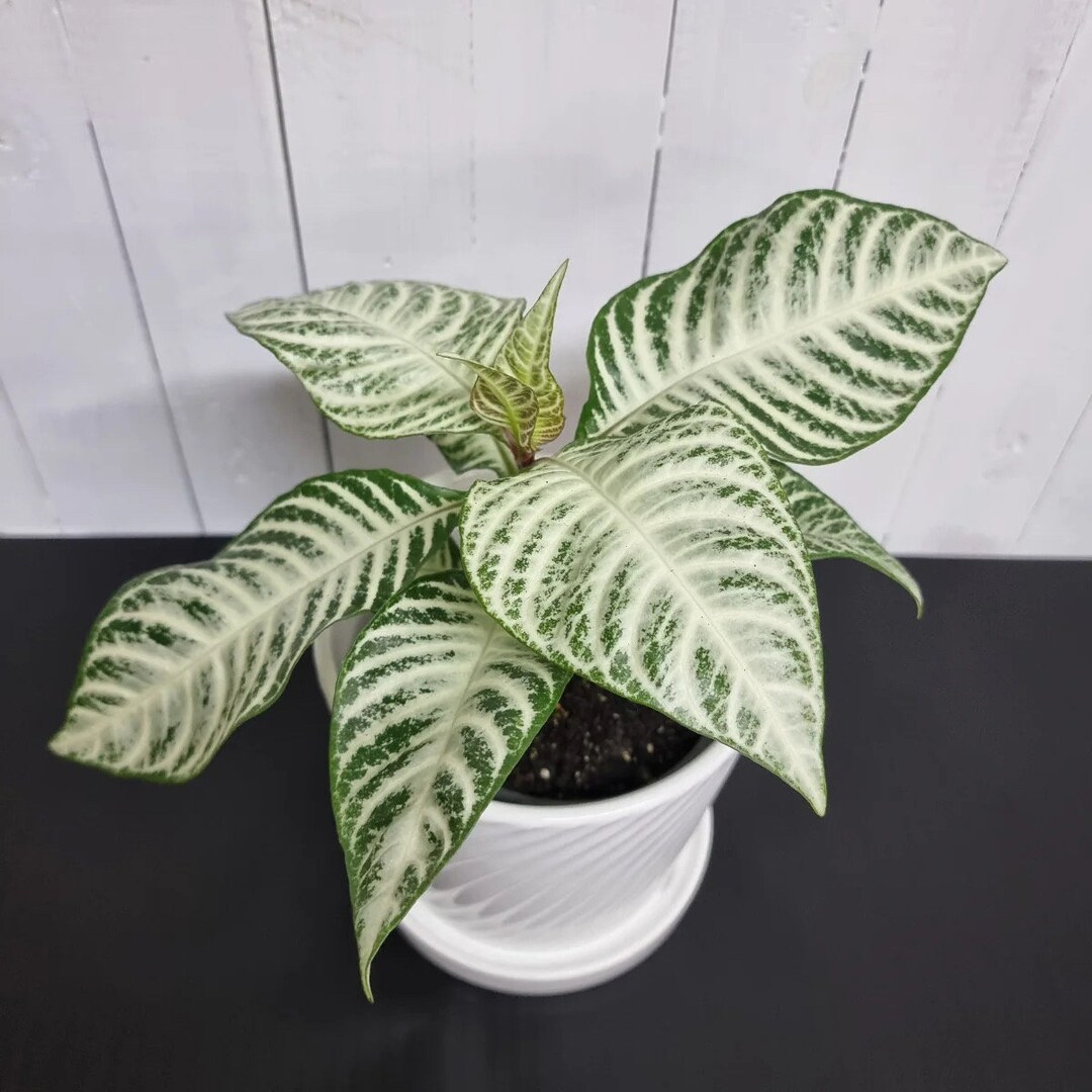 Aphelandra "snowflake" Starter Plant (ALL STARTER PLANTS Require You to ...