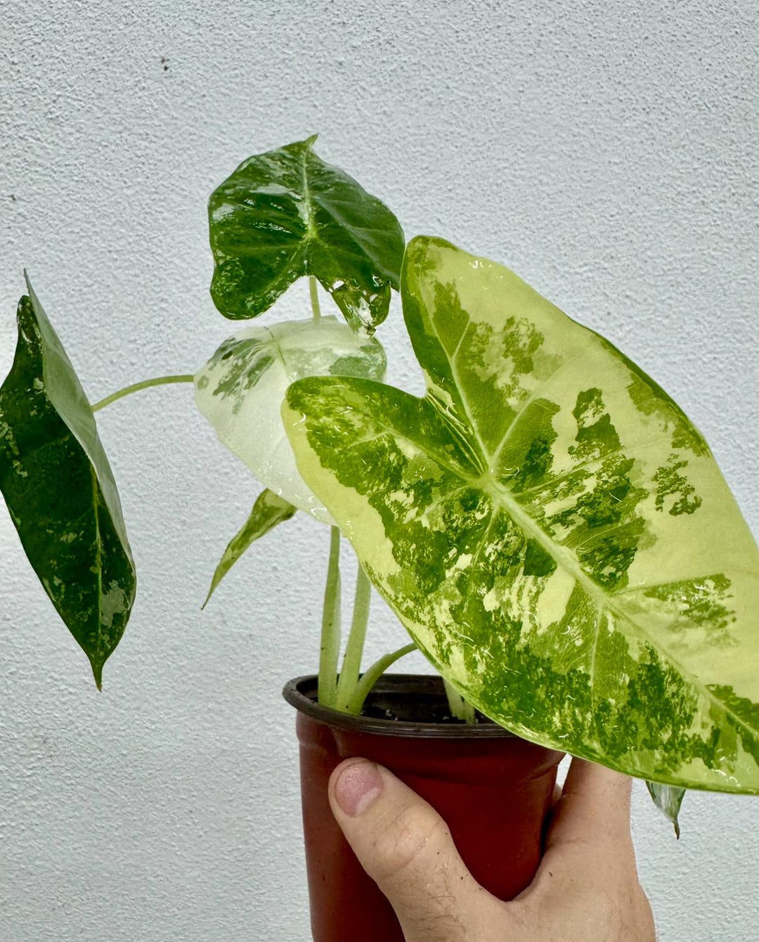 Alocasia Variegated Frydek Starter Plant **all Starters Require the ...