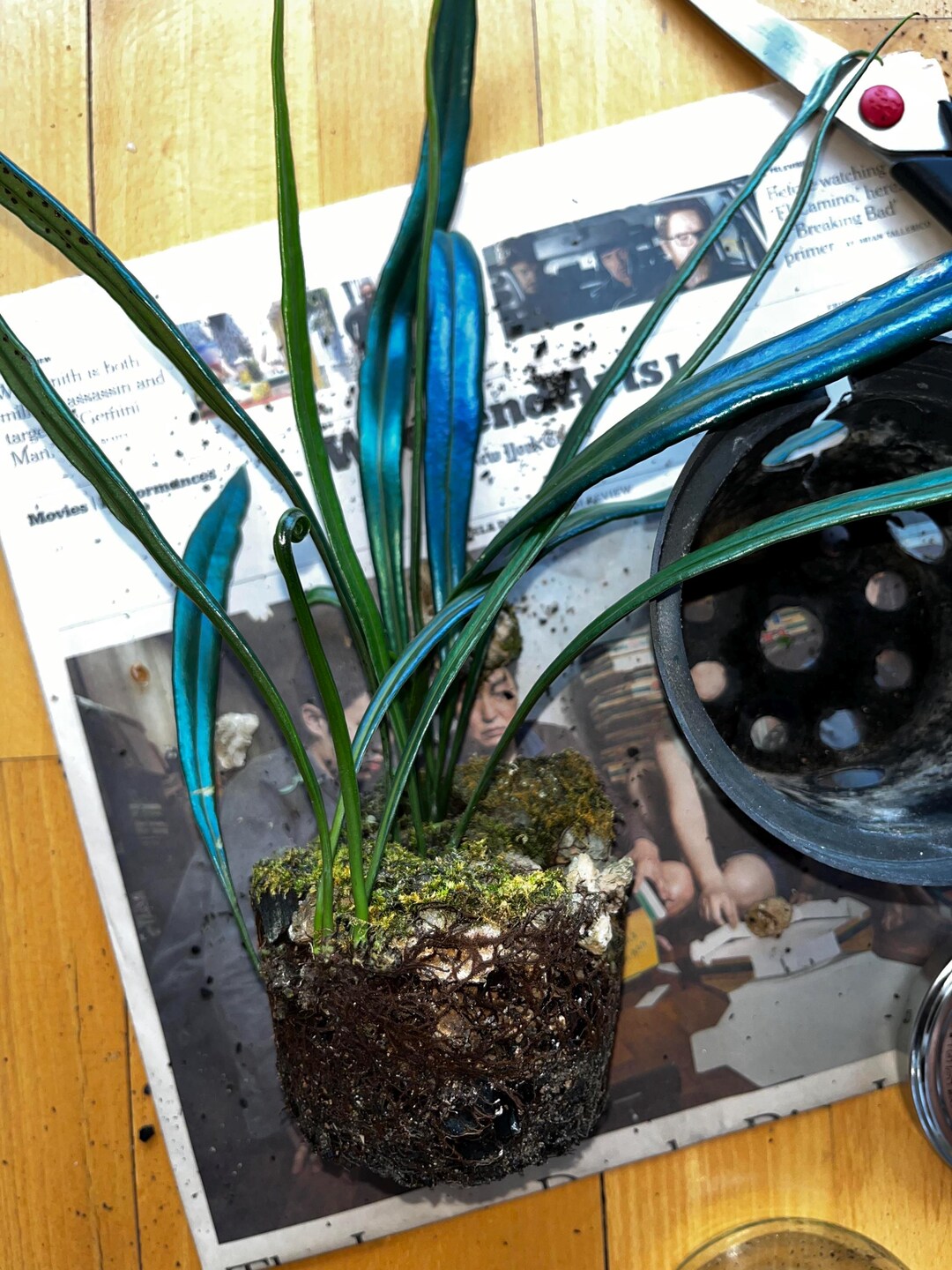 Microsorum Thailandicum Blue Oil Fern Starter Plant (ALL STARTER PLANTS ...