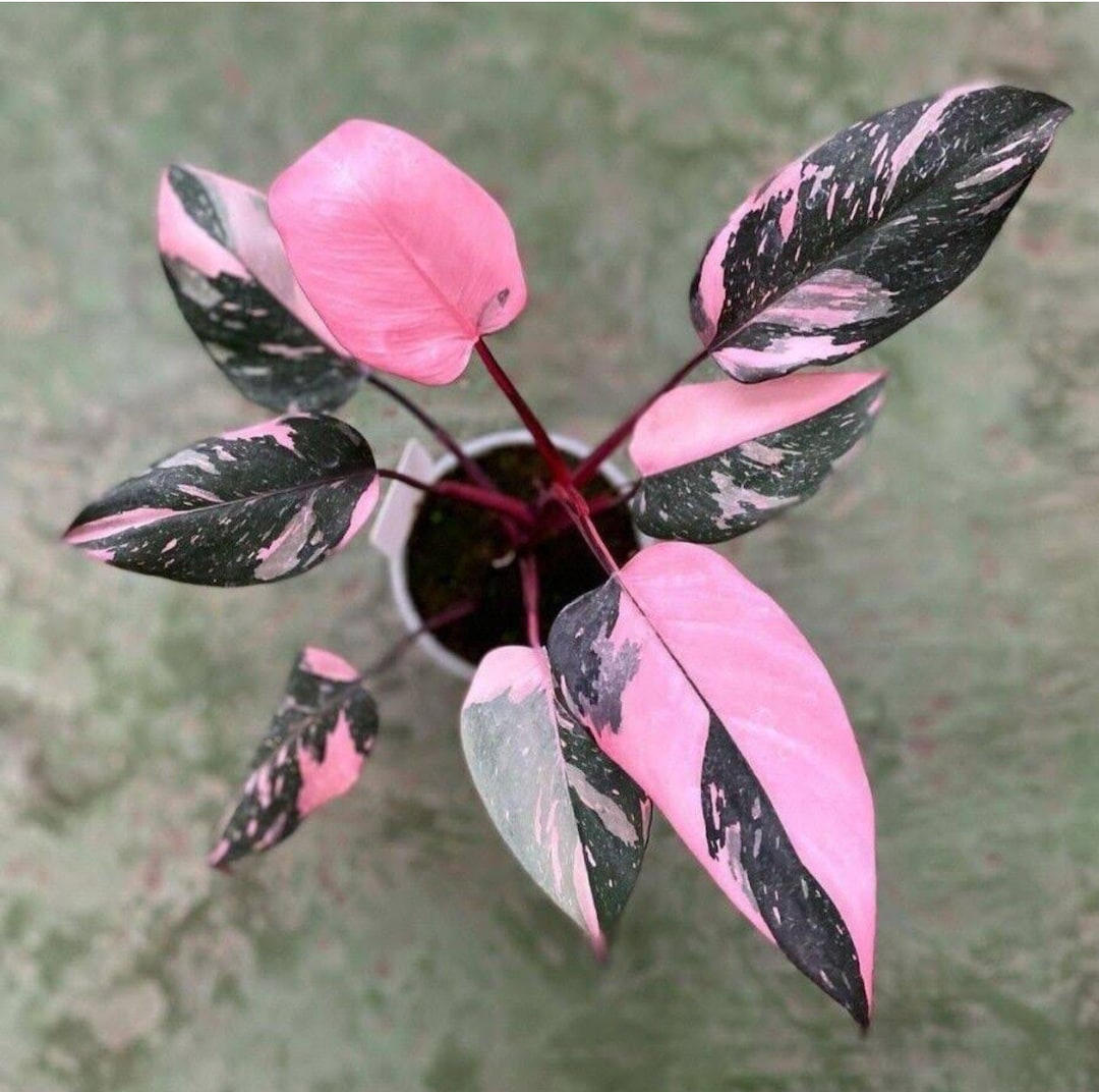 New Philodendron Black Cherry Pink Princess Starter Plant ALL STARTER ...