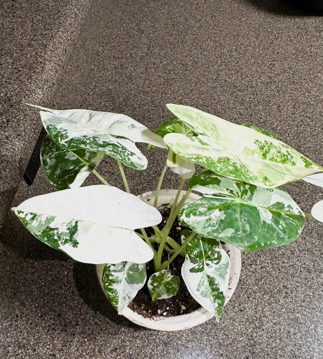 Alocasia Variegated Frydek 4” Pot (ALL STARTER PLANTS Require You to ...