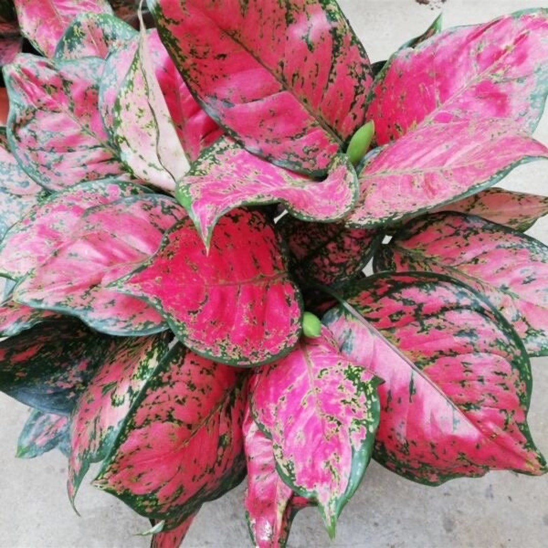 Aglaonema Red Valentine Starter Plant ALL STARTER PLANTS Require You to ...
