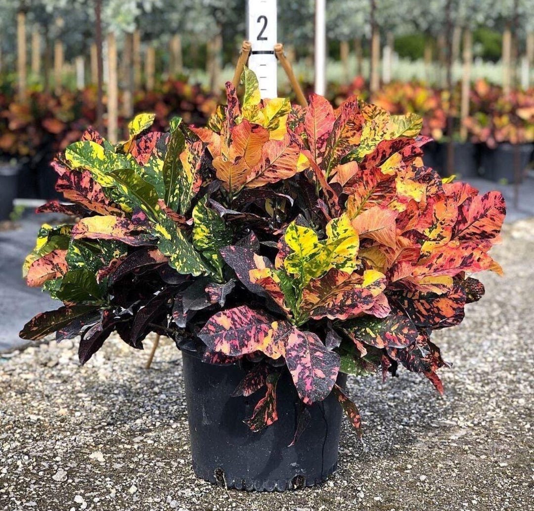 Magnificent Croton Starter Plant (ALL STARTER PLANTS Require You to ...