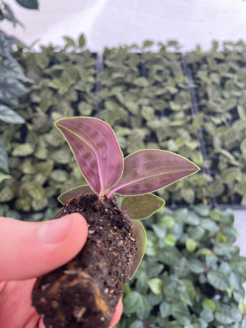 Geogenanthus Poeppigii Starter Plant ALL STARTER PLANTS - Etsy