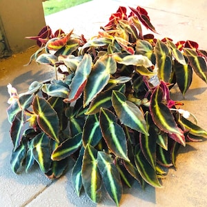 Begonia Listada “striped Begonia” Rare 4” Pot **(ALL Plants Require You ...
