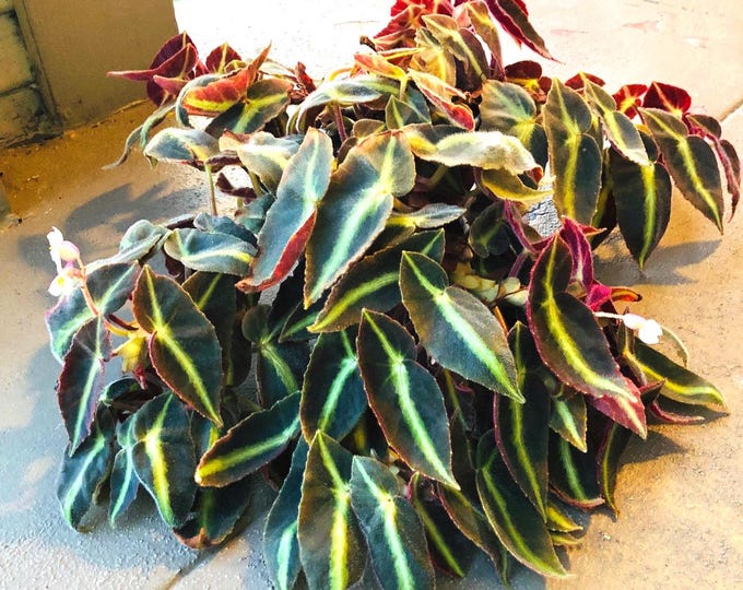 Striped Begonia | Begonia Listada | Rare Begonia | 4in Pot - Etsy