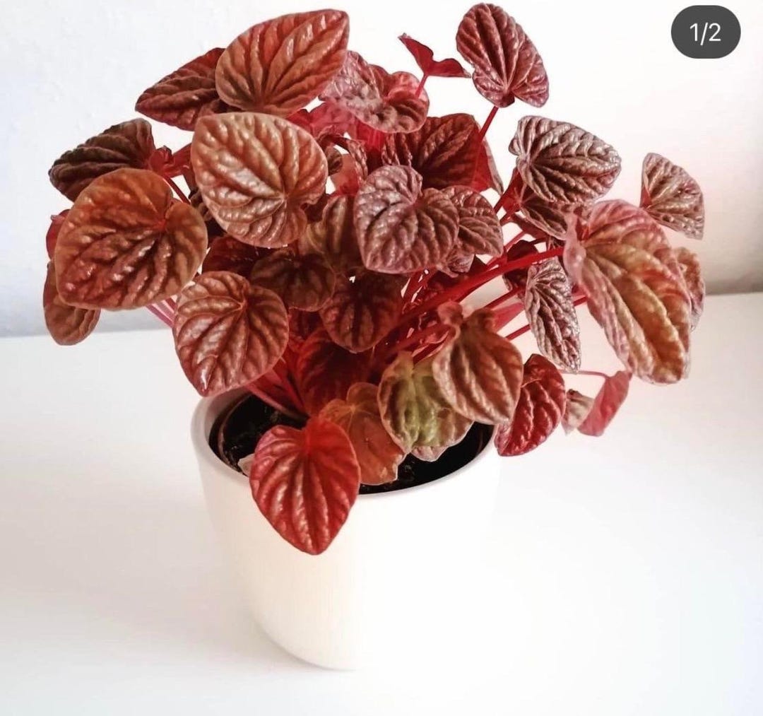 Peperomia Luna Red 2” Plant **(ALL Plants Require You to Purchase ANY 2 ...