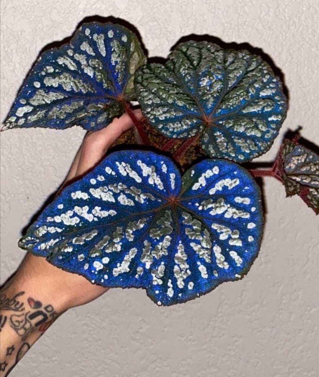 Iridescent Blue Begonia Betsy Starter Plant (ALL PLANTS Require You to ...