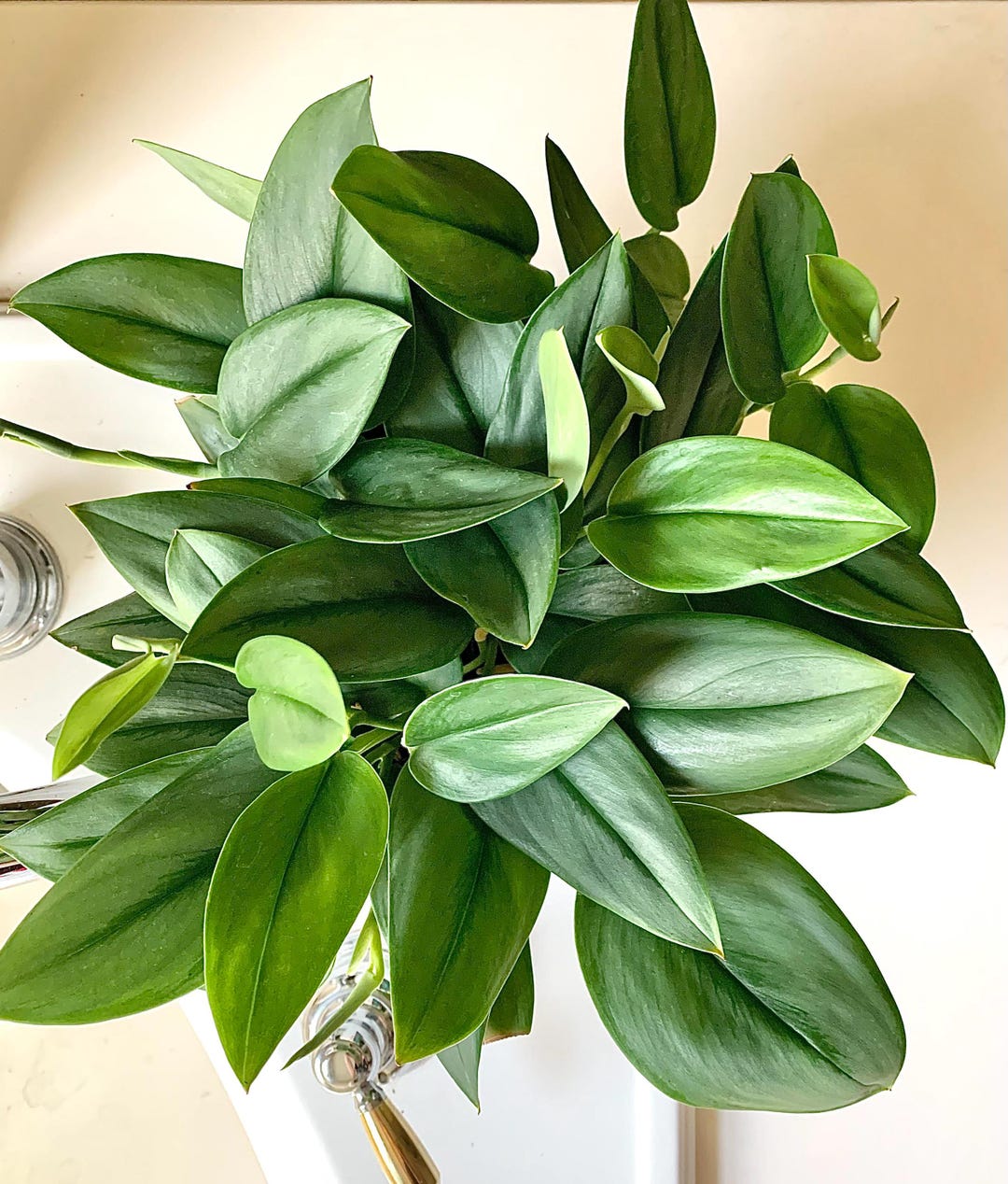 Scindapsus Sterling Silver Starter Plant ALL STARTER PLANTS Require You ...