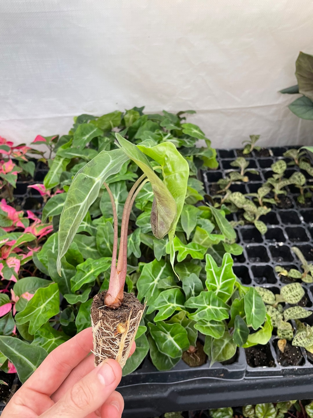 Alocasia 'pink Princess' Starter Plant NEW all Starter Plants Require ...