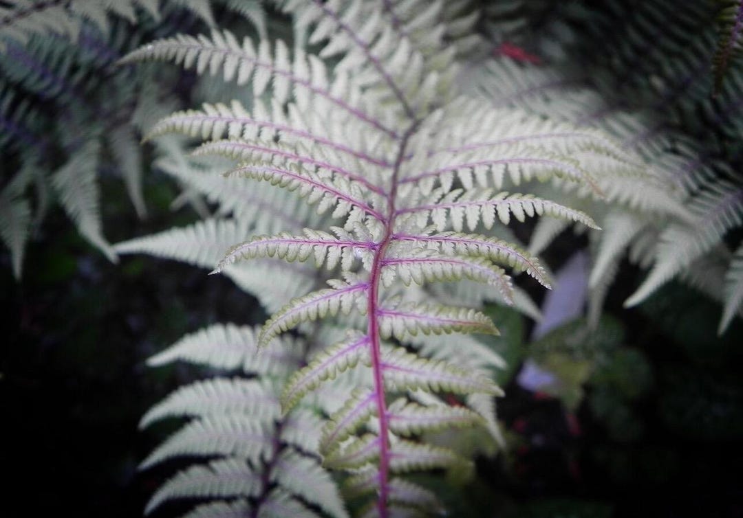 Ghost Fern 2” Pot (ALL STARTER PLANTS Require You to Purchase 2 Plants ...