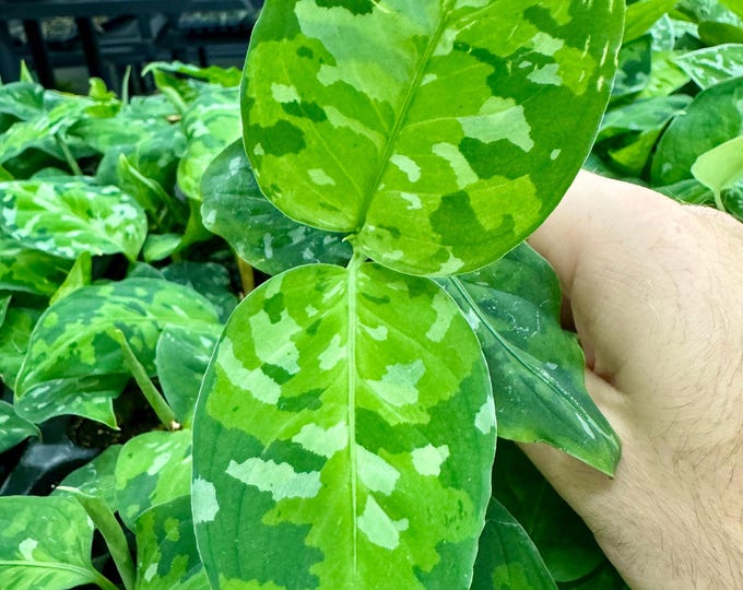 Aglaonema Pictum Tricolor Starter Plant (ALL STARTER PLANTS Require You to Purchase 2 Plants ...