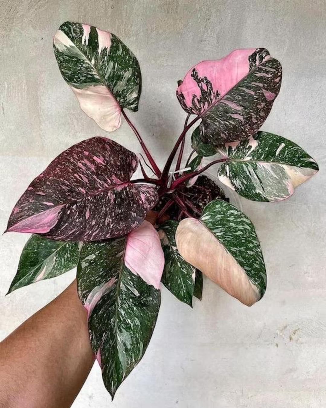Philodendron Marble Galaxy Pink Princess Starter Plant (scratch and ...