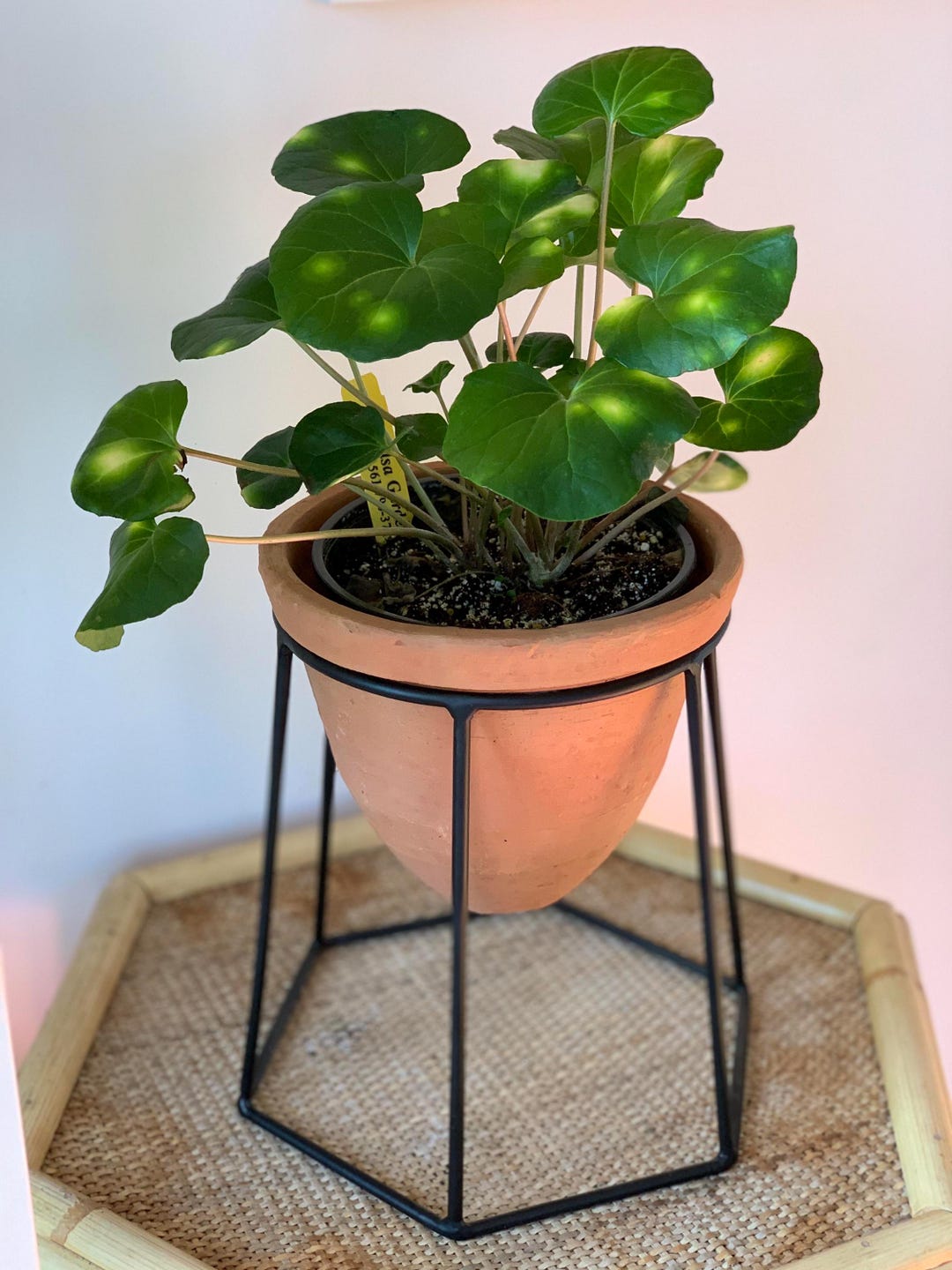 Farfugium Firefly “leopard Plant” “tractor Seat” Starter Plant (ALL ...