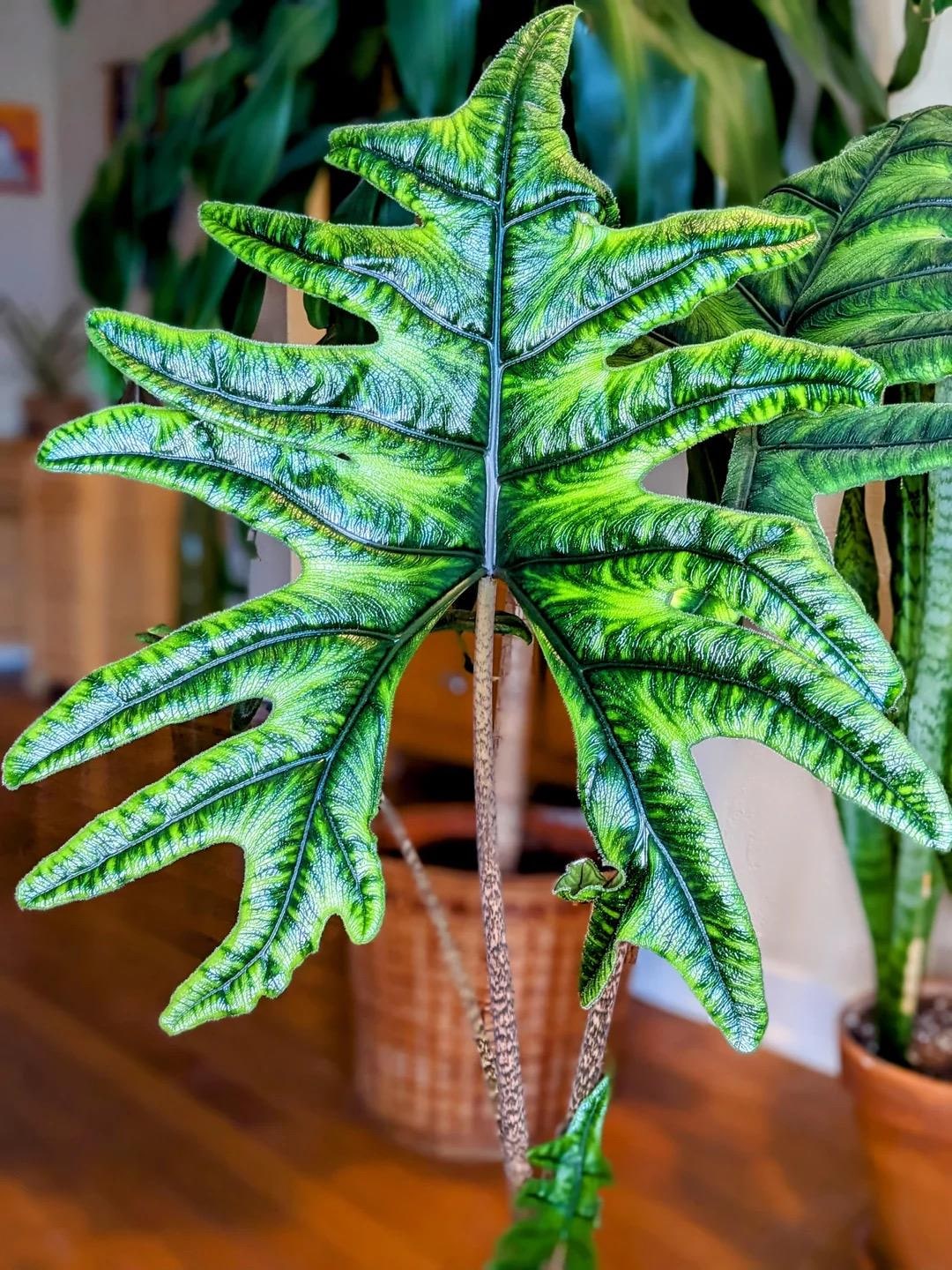 Alocasia Jacklyn Starter Plant (preorder) (ALL STARTER PLANTS Require ...