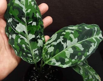 Aglaonema Pictum Tricolor #3 Starter Plant **(ALL Plants Require You to Purchase ANY 2 Plants ...