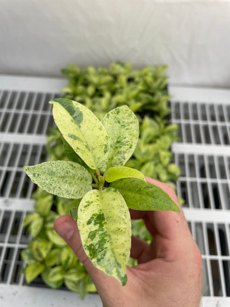 Ficus shivereana Moonshine Starter Plant all Starter Plants - Etsy