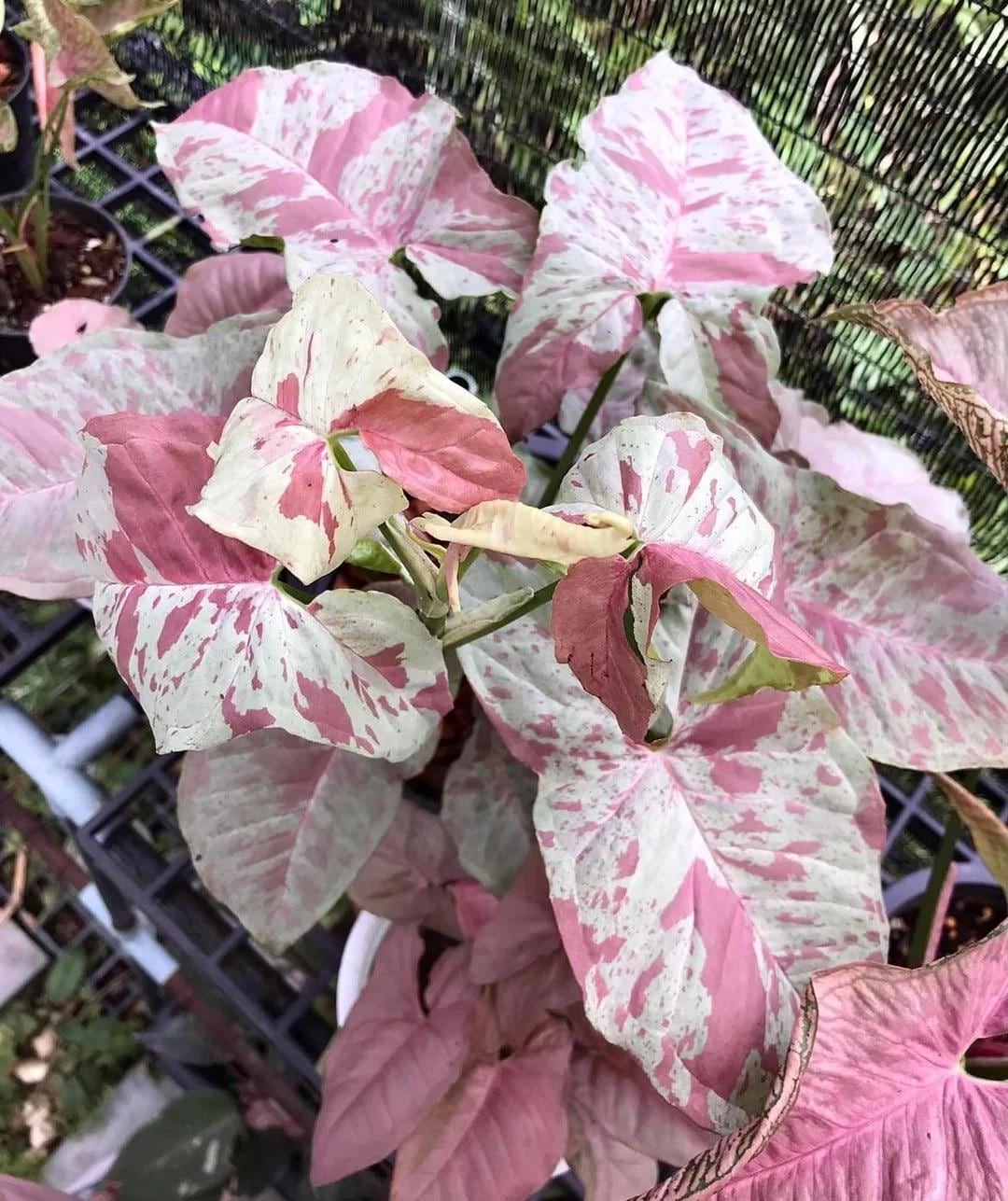 Syngonium Pink Spot 4” Pot **(ALL Plants Require You to Purchase ANY 2 ...
