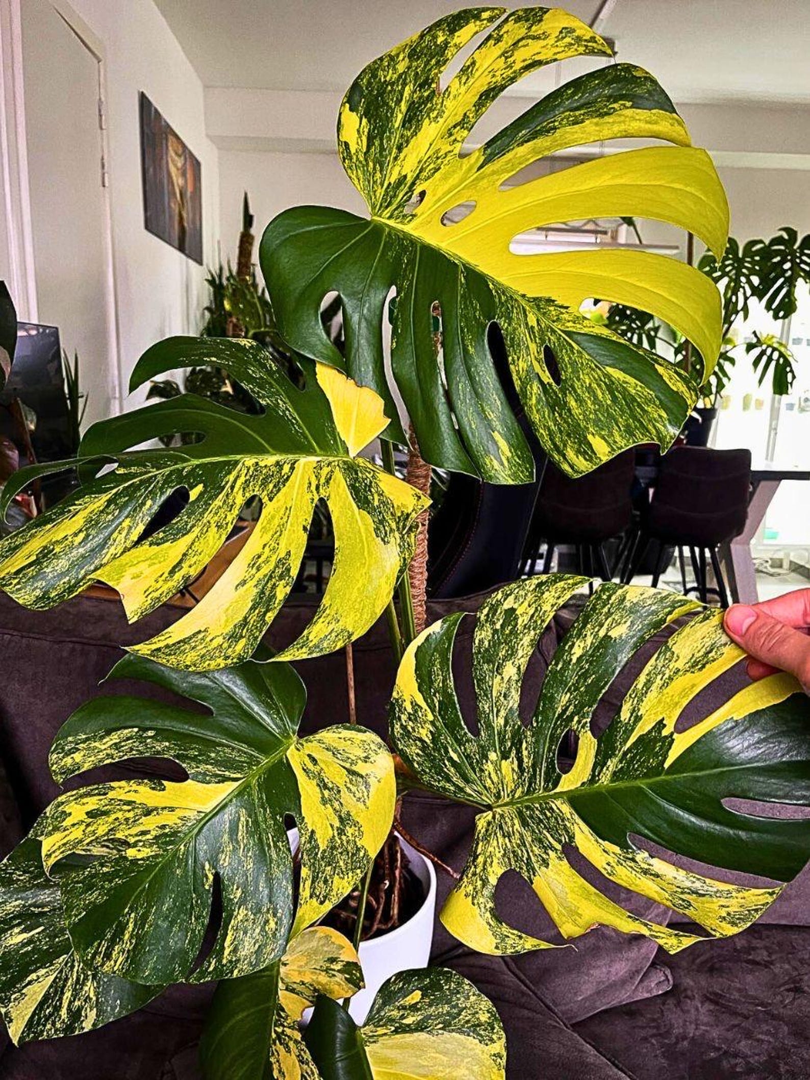 Monstera Aurea Variegated Starter Plant **(ALL Plants Require You to ...