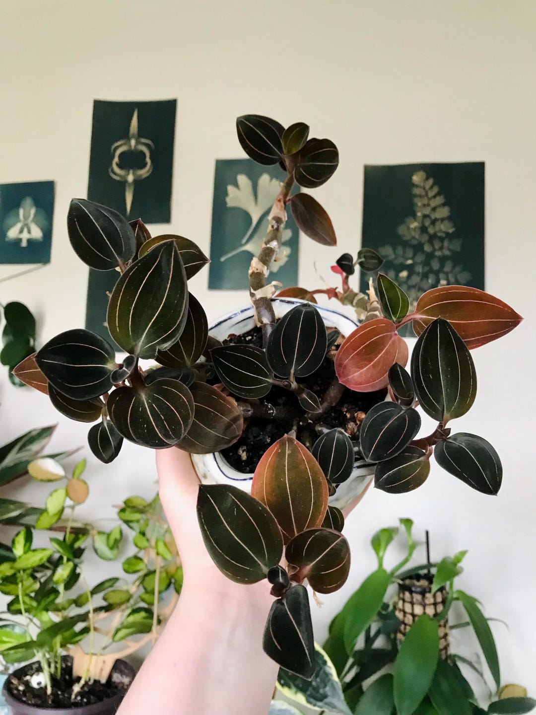 Jewel Orchid Sea Turtle Starter Plant (ALL STARTER PLANTS Require You ...