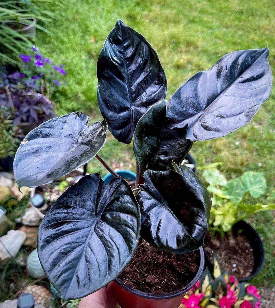 Alocasia Black Infernalis Starter Plant ALL PLANTS Require You to ...