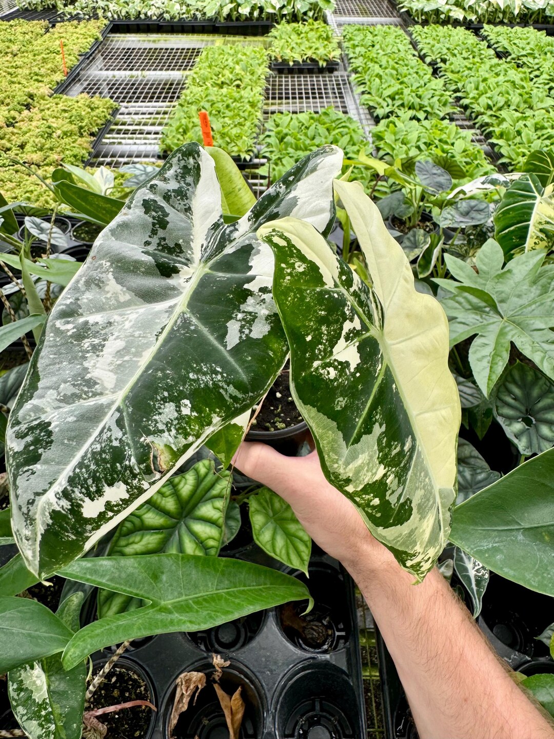 Alocasia Variegated Frydek XL Starter Plant **(ALL Plants Require You ...