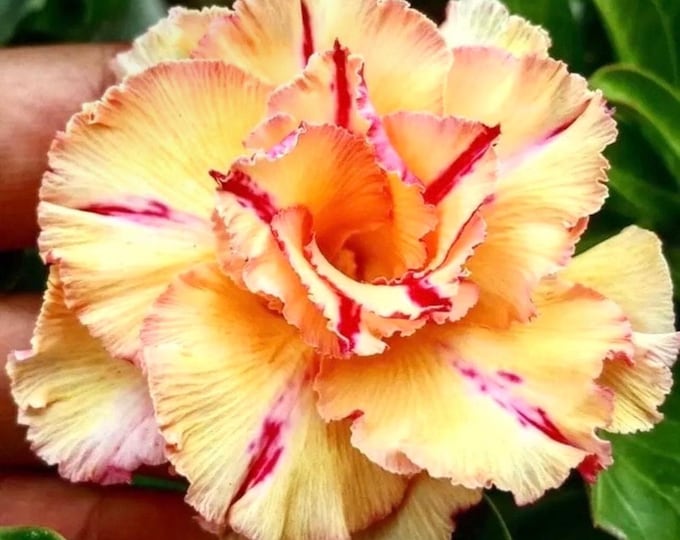 Thai Socotranum Adenium – Rare Desert Rose, Unique Thick Caudex ...