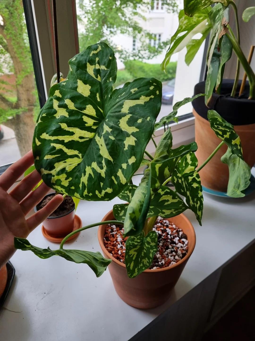 Alocasia Hilo Beauty 4” Pot (ALL PLANTS Require You to Purchase 2 ...