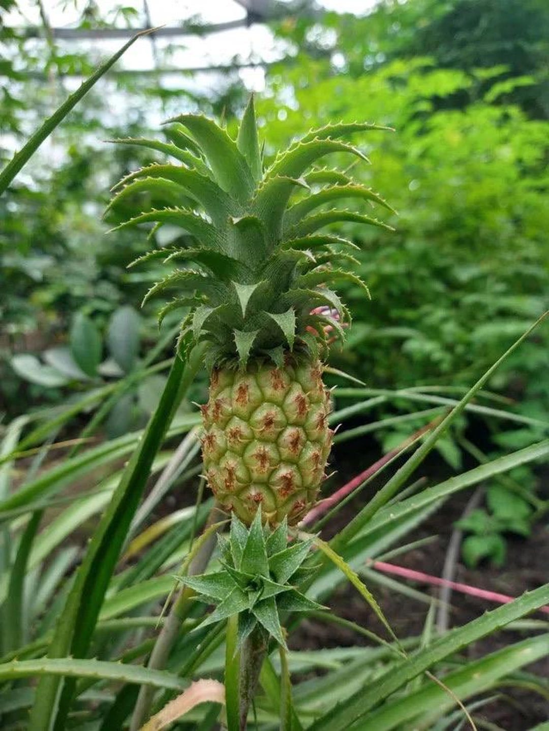 Ananas Mini Me (baby Pineapple) Starter Plant **(ALL Plants Require You ...