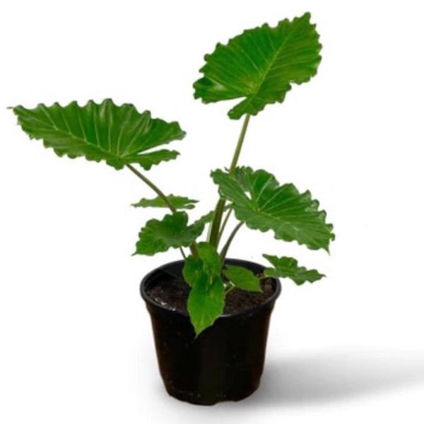 Anthurium Pedato Radiatum “fingers” Starter Plant (ALL STARTER PLANTS ...