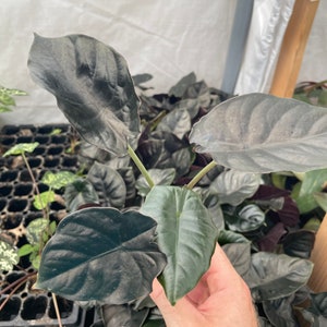 Alocasia Black Infernalis Starter Plant (ALL STARTER PLANTS Require You ...