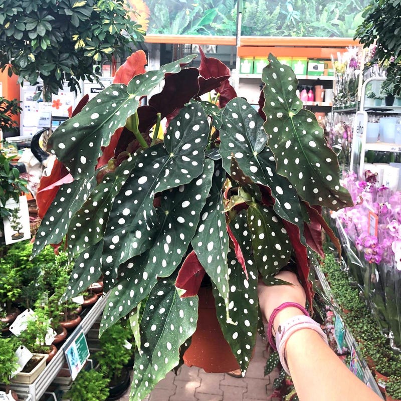 Rex Angel Wing Plant - Etsy