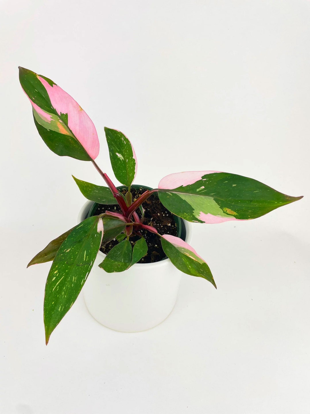 Philodendron Pink Princess Starter Plant all Starter Plants - Etsy